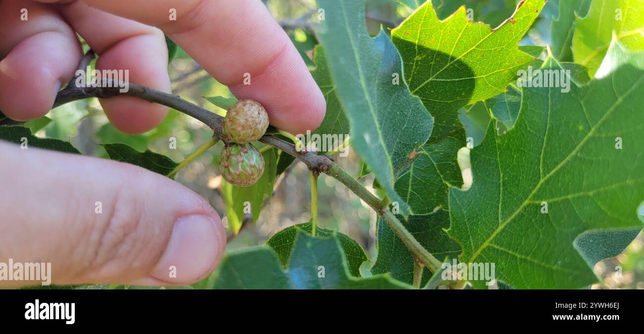 Oracle Oak (Quercus × morehus Stock Photo - Alamy