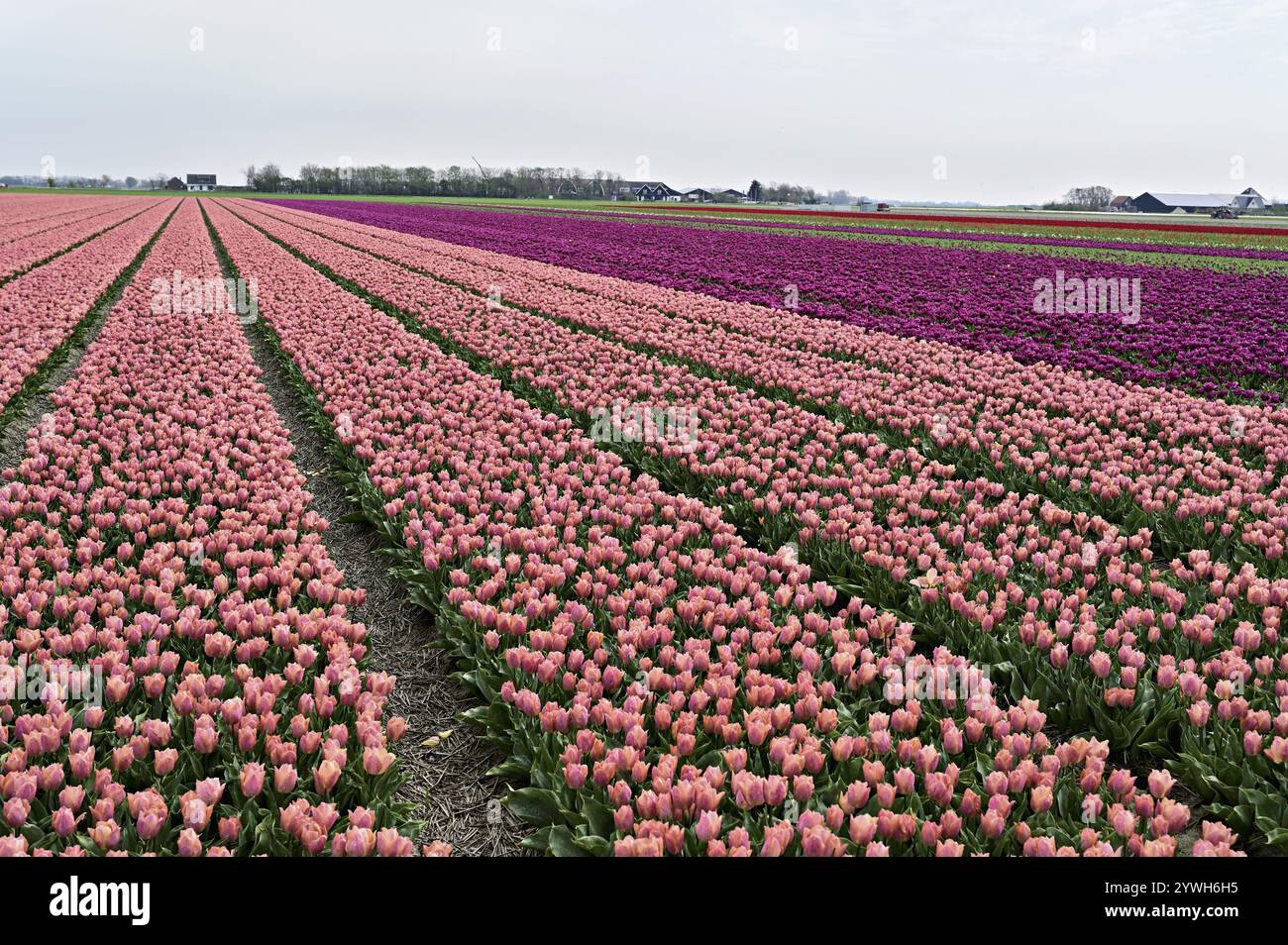 Tulip field with intensely coloured flowers as a splash of colour in ...