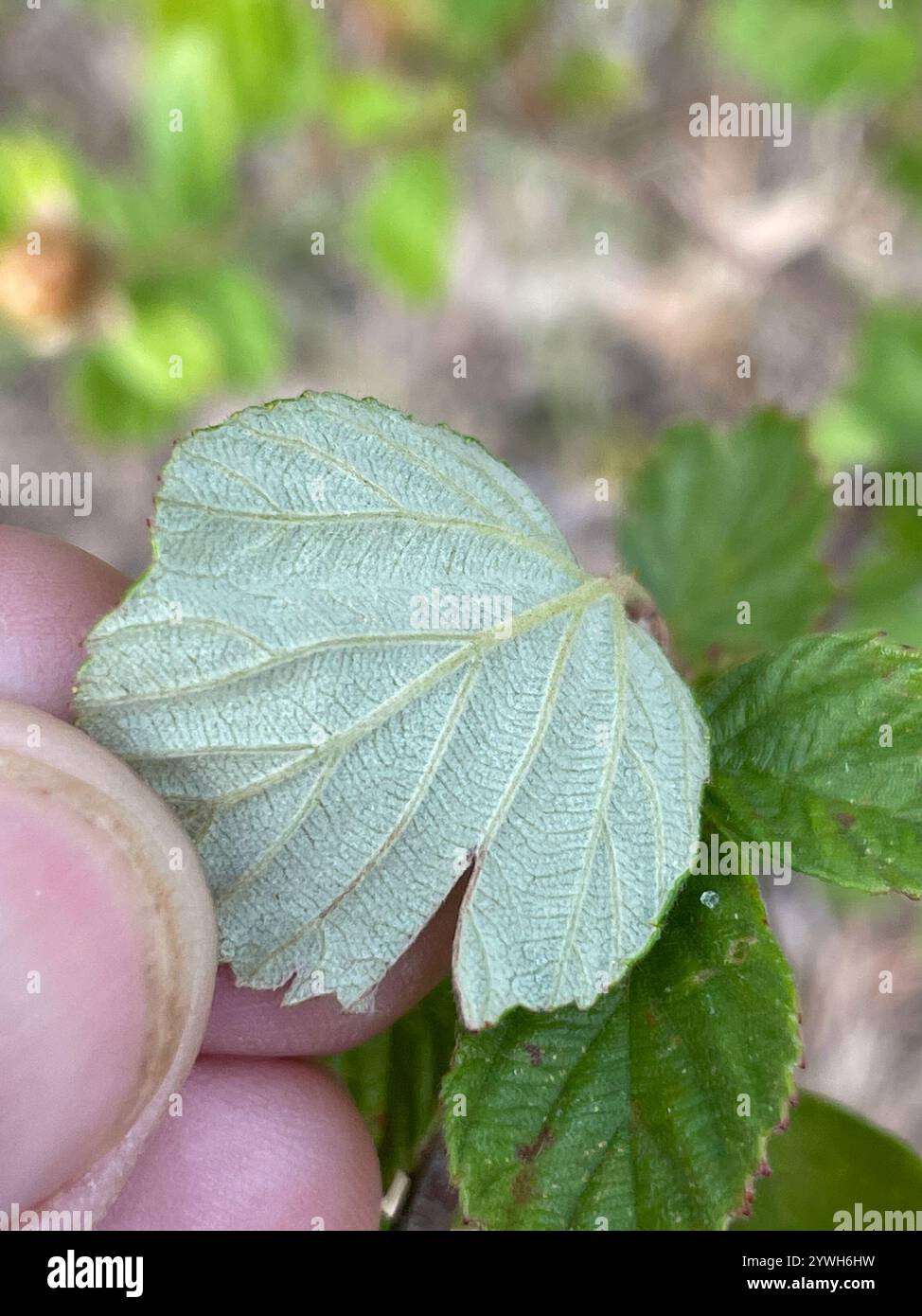 Rubus cuneifolius hi-res stock photography and images - Alamy