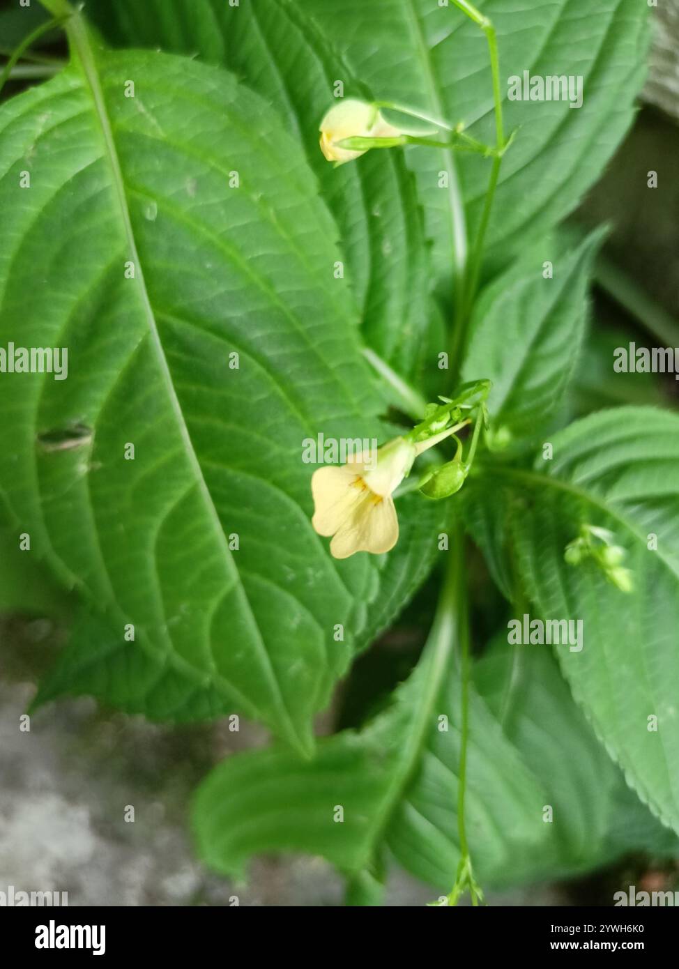 small balsam (Impatiens parviflora Stock Photo - Alamy