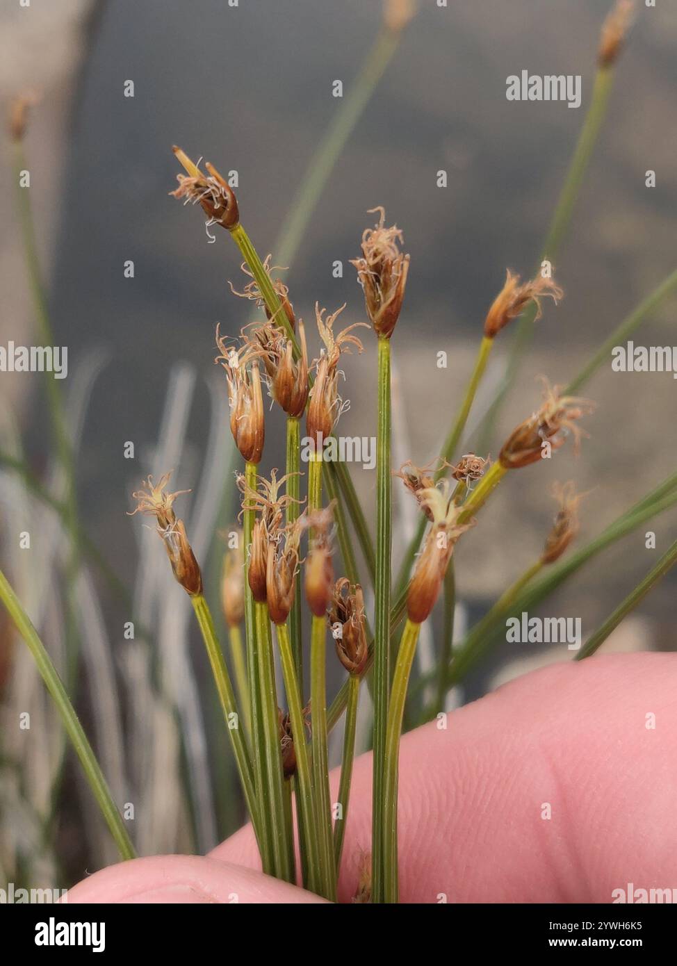Trichophorum cespitosum hi-res stock photography and images - Alamy