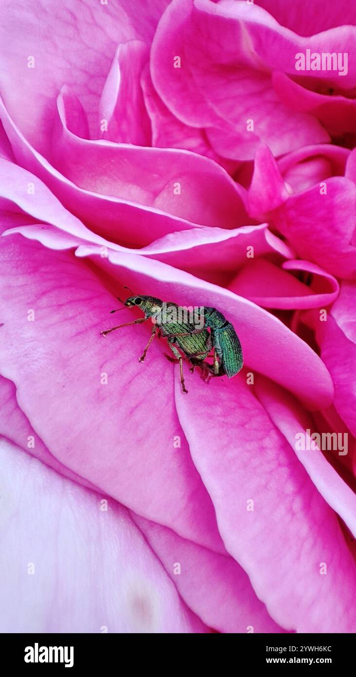 Green Immigrant Leaf Weevil (Polydrusus formosus Stock Photo - Alamy