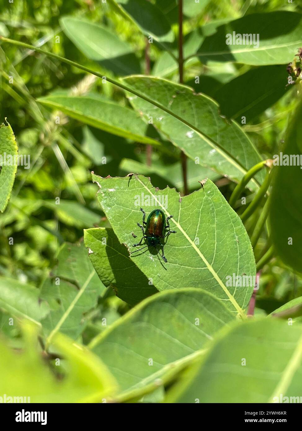 Dogbane Leaf Beetle (Chrysochus auratus Stock Photo - Alamy