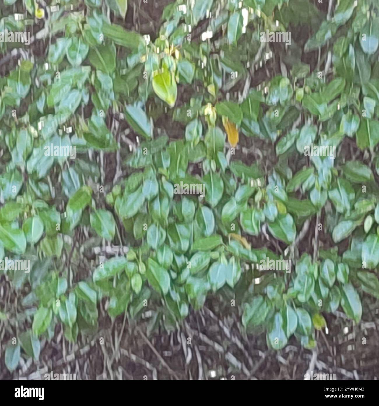 Manchineel (Hippomane mancinella Stock Photo - Alamy