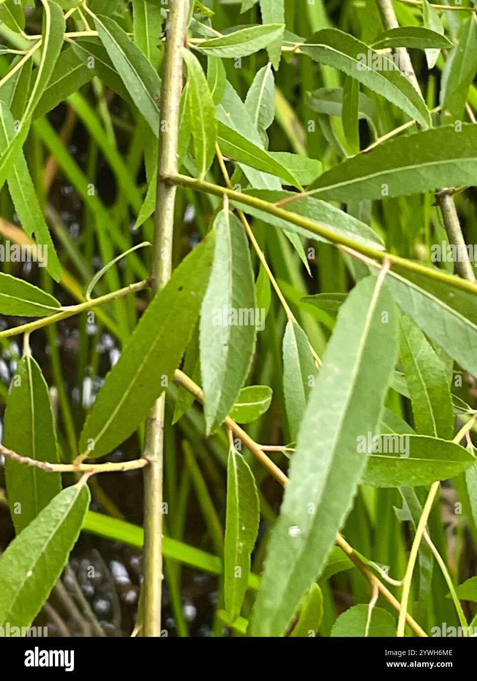 black willow (Salix nigra Stock Photo - Alamy