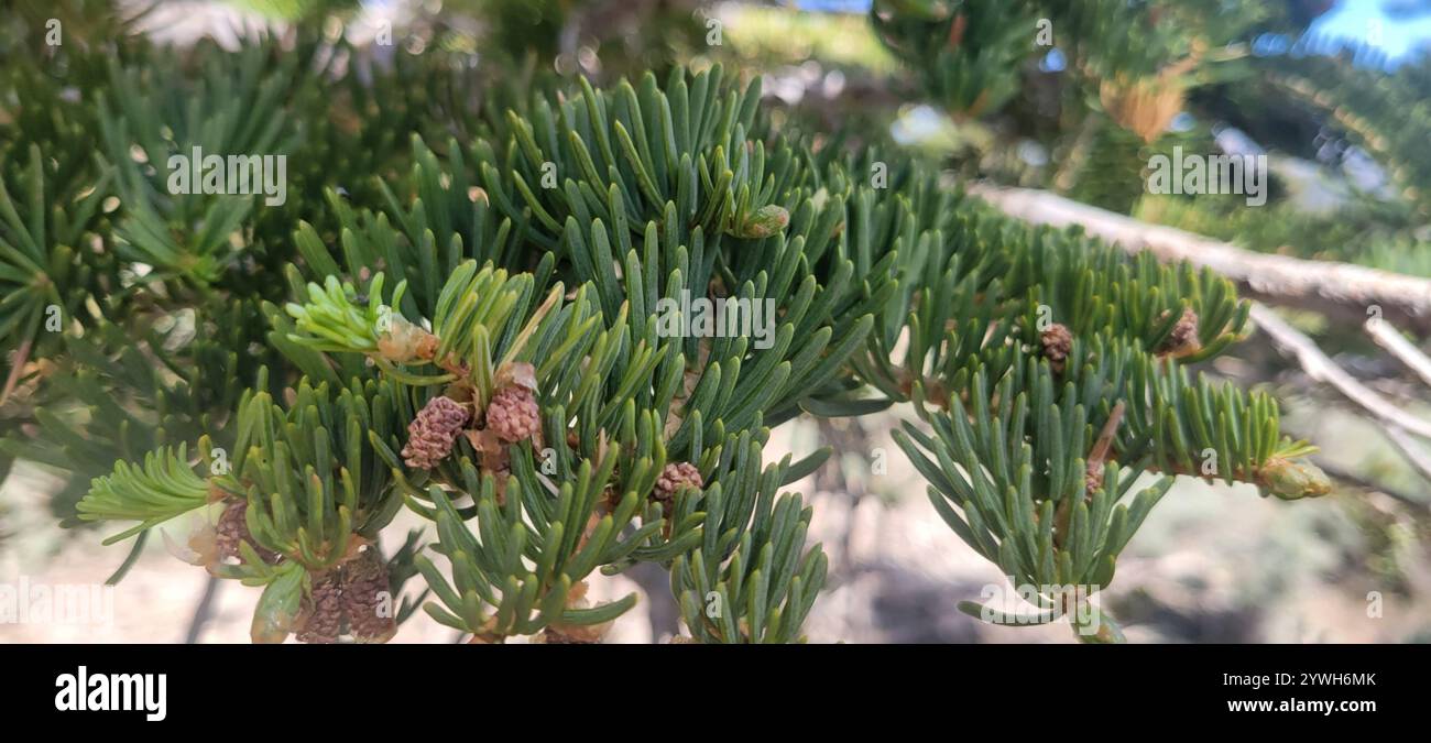 Colorado White Fir (Abies concolor concolor Stock Photo - Alamy