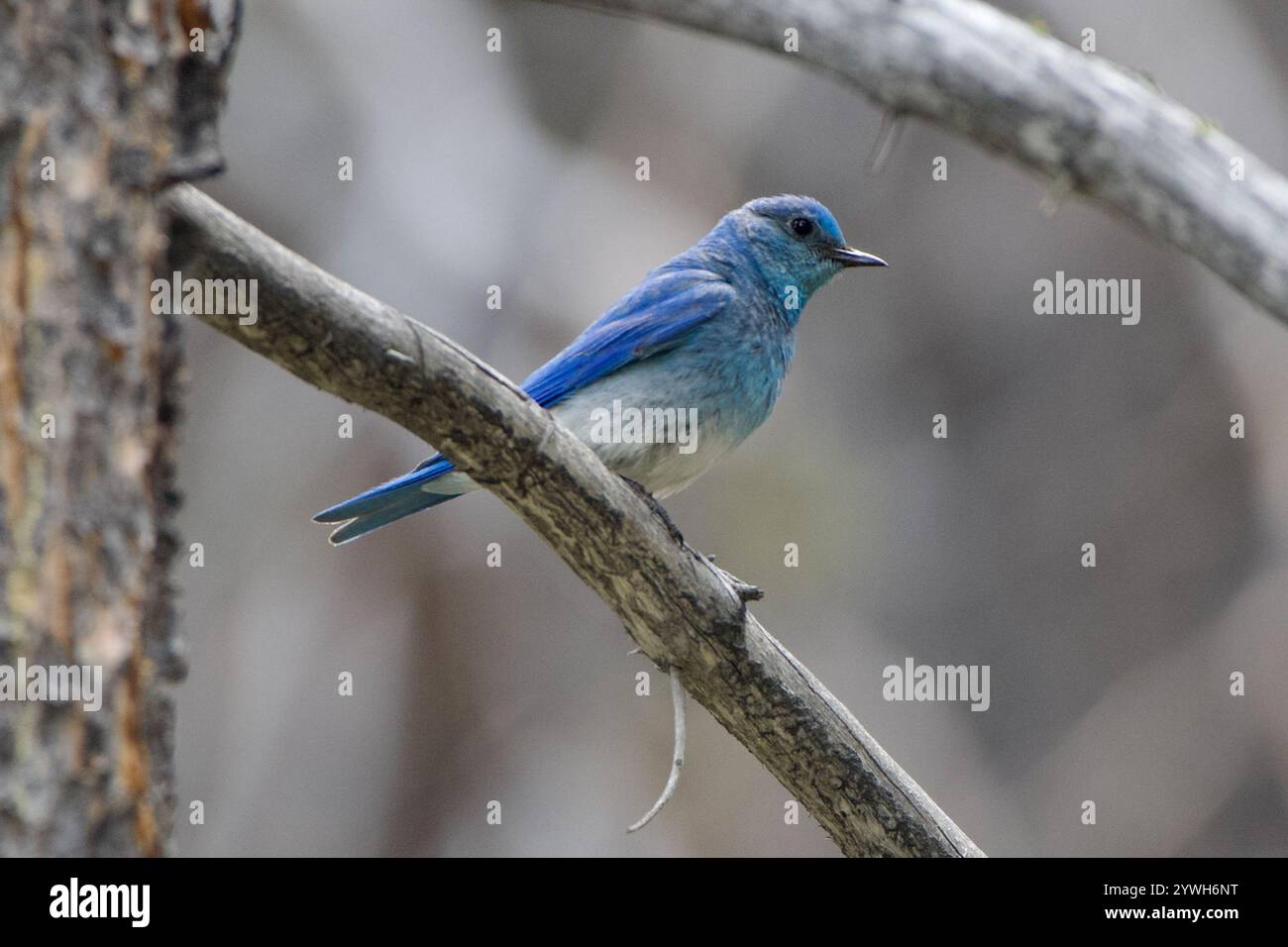 Mountain Bluebird (Sialia currucoides Stock Photo - Alamy