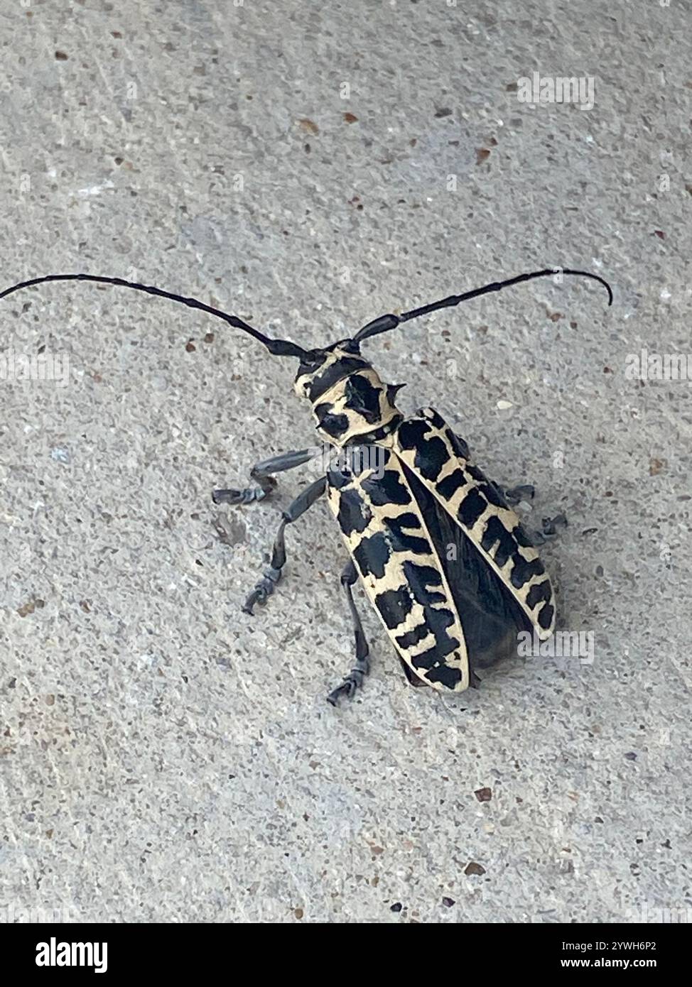 Cottonwood Borer (Plectrodera scalator Stock Photo - Alamy