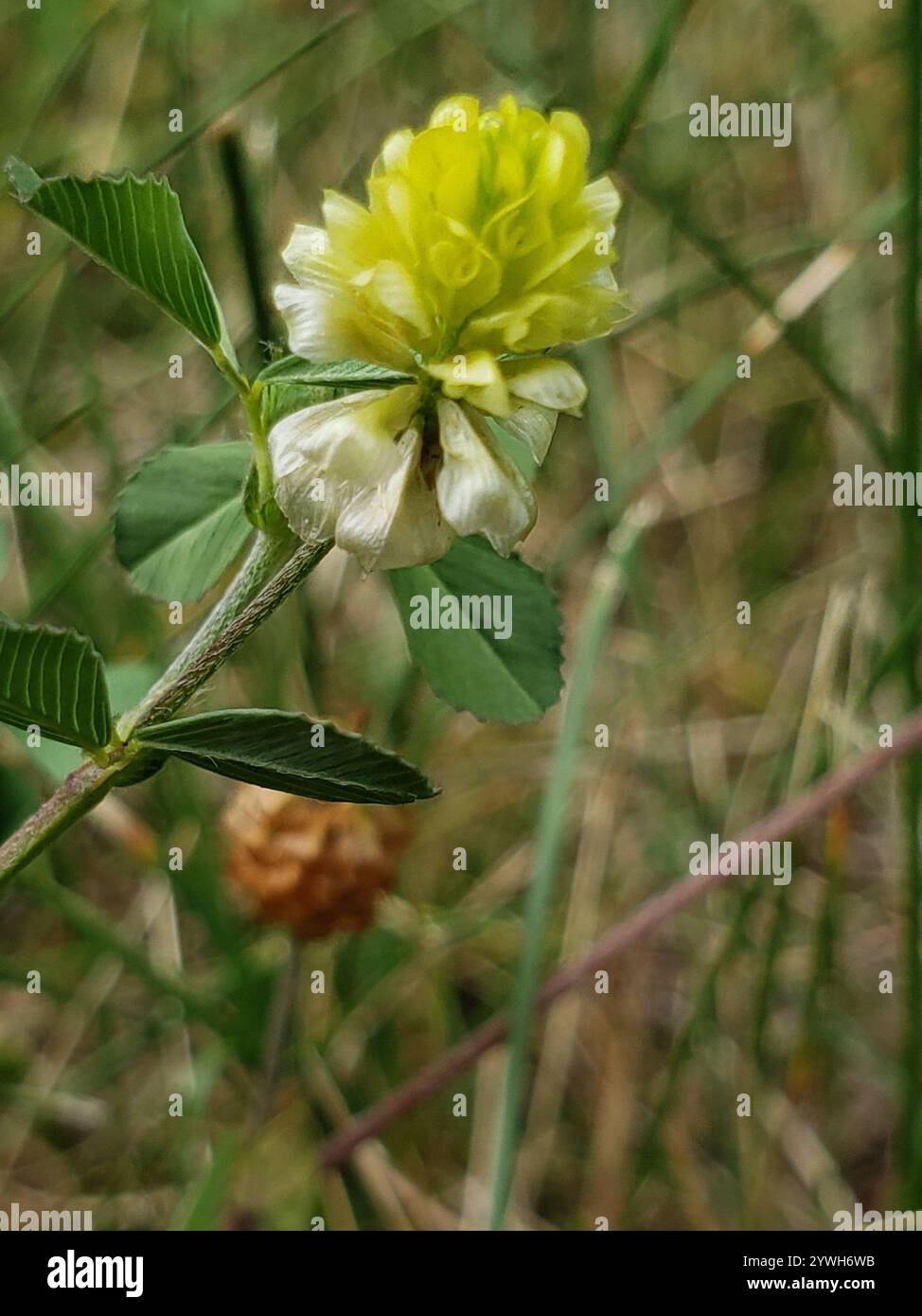 hop trefoil (Trifolium campestre Stock Photo - Alamy
