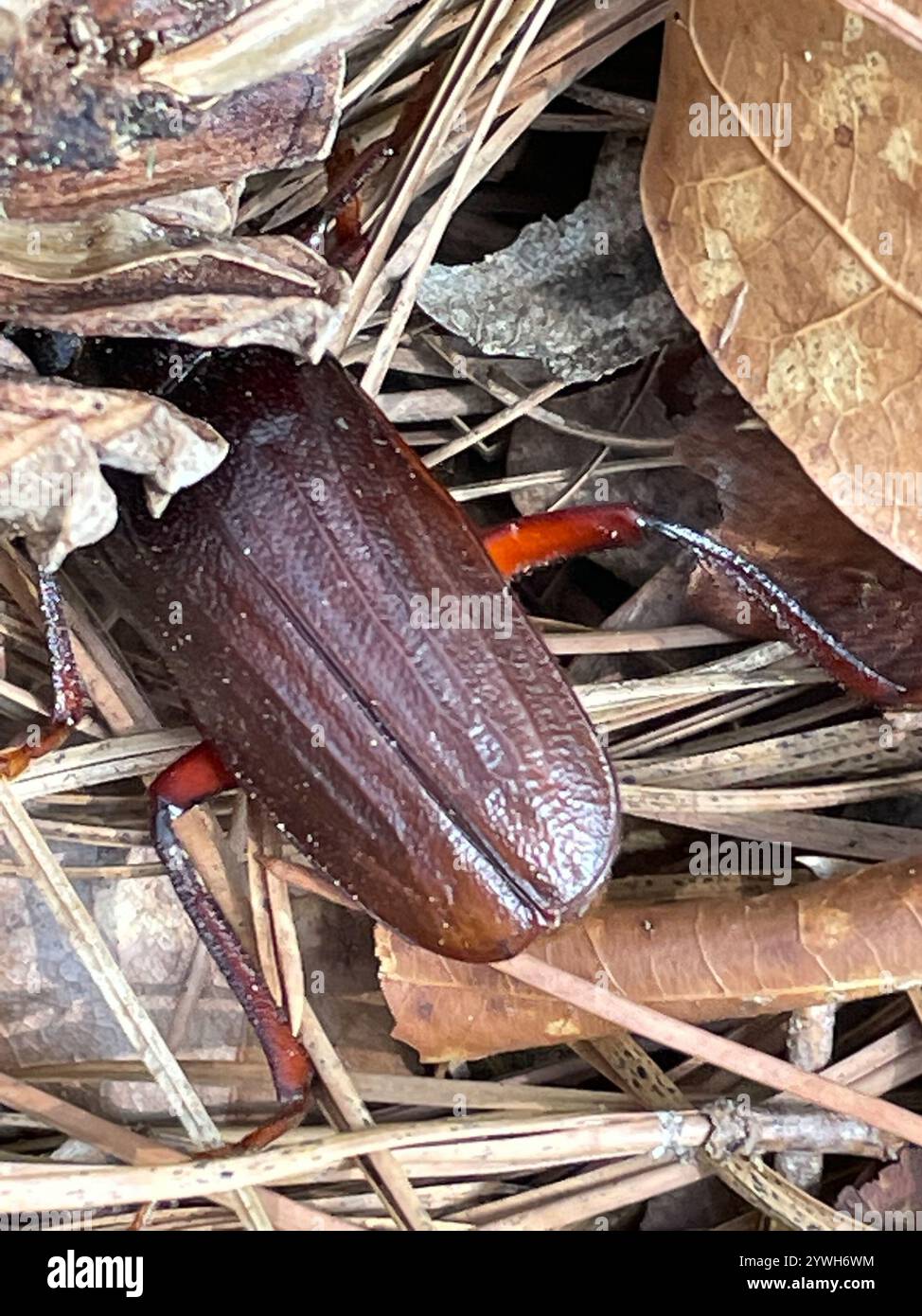 Tile-horned Prionus (Prionus imbricornis Stock Photo - Alamy