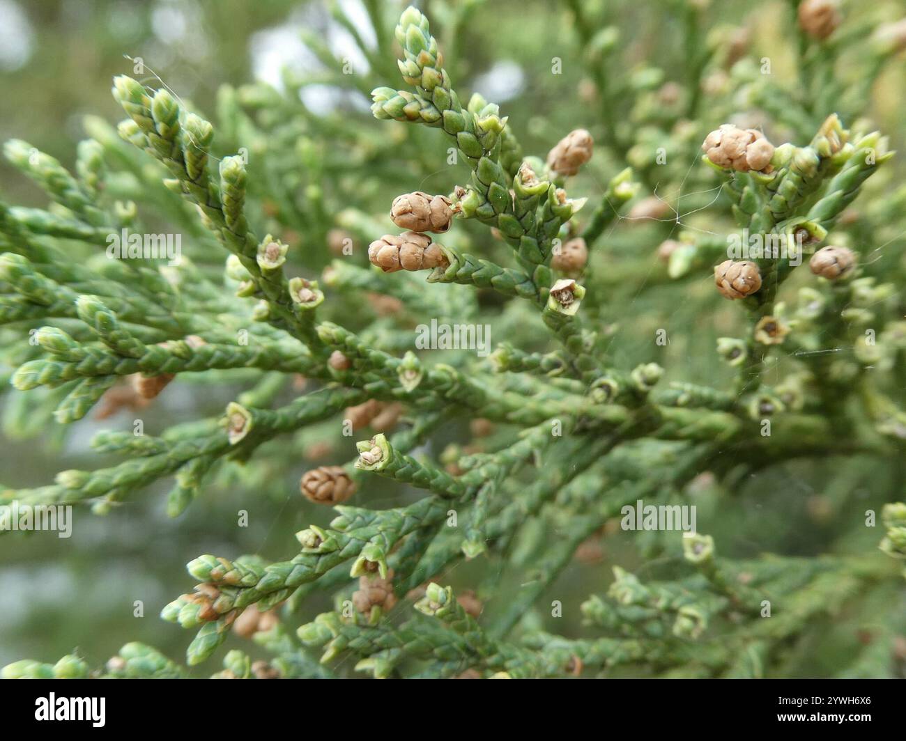 eastern redcedar (Juniperus virginiana Stock Photo - Alamy