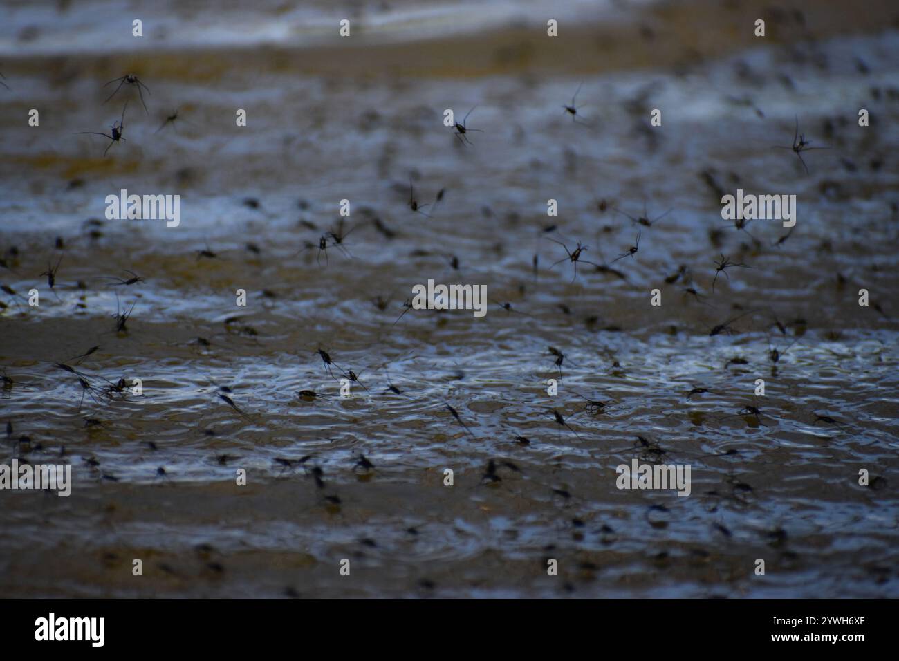 Hesperius hi-res stock photography and images - Alamy