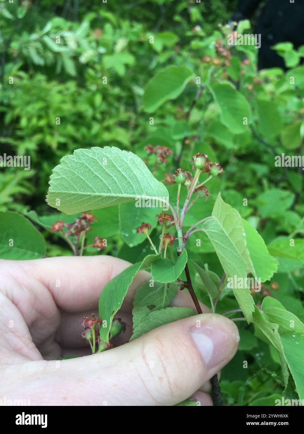 Low Serviceberry (Amelanchier humilis Stock Photo - Alamy
