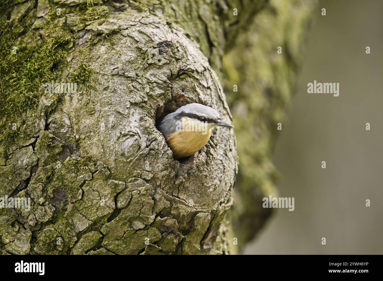 Nuthatch (Sitta europaea), looking out of its breeding cave Lake ...