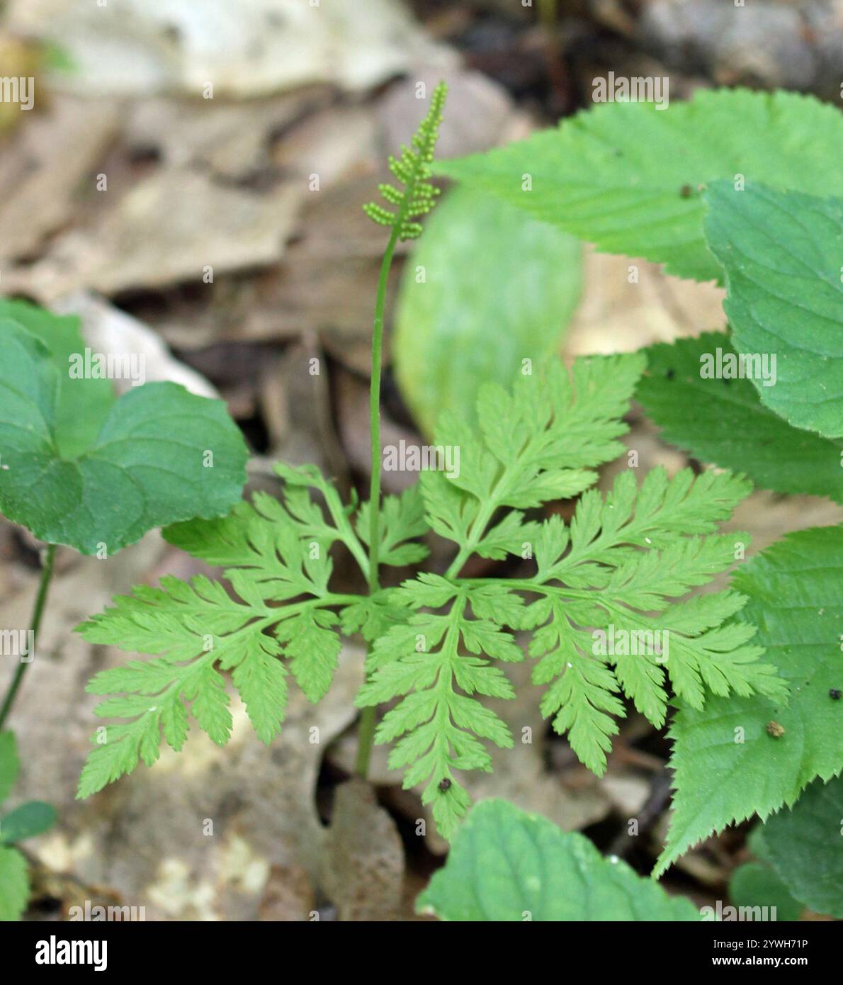 rattlesnake fern (Botrypus virginianus Stock Photo - Alamy