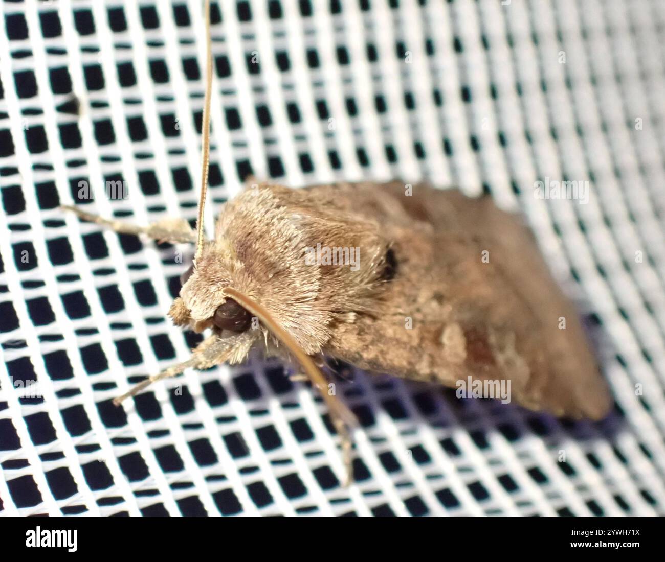 Small Square-spot (Diarsia rubi Stock Photo - Alamy