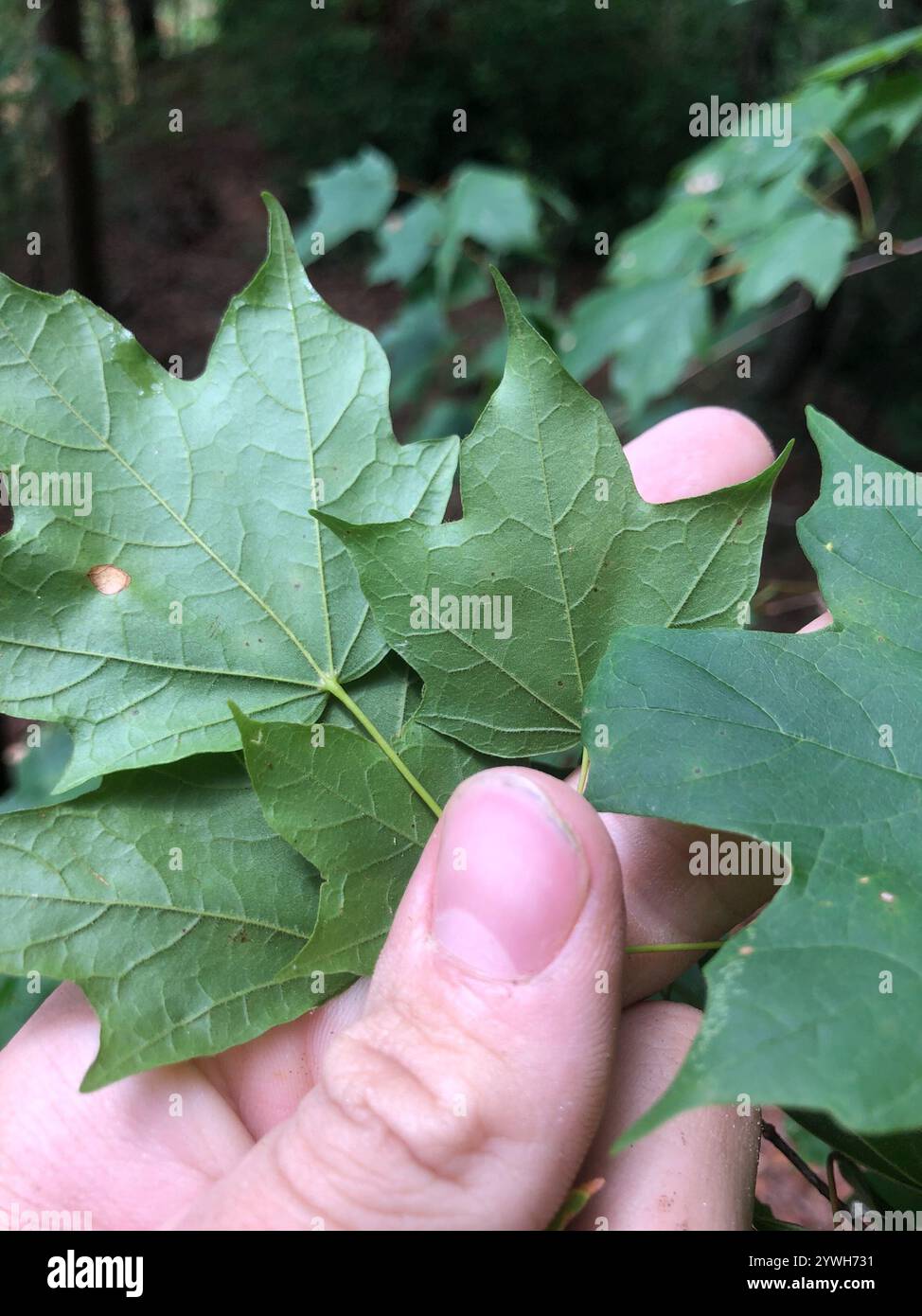 chalk maple (Acer leucoderme Stock Photo - Alamy