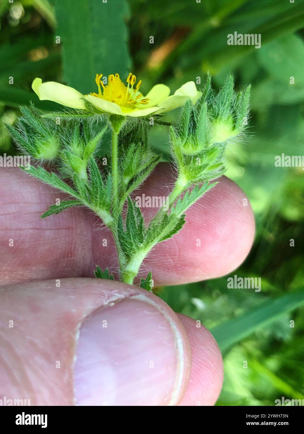 sulphur cinquefoil (Potentilla recta Stock Photo - Alamy