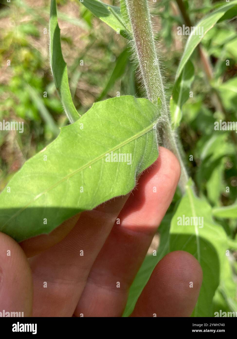velvetweed (Oenothera curtiflora Stock Photo - Alamy