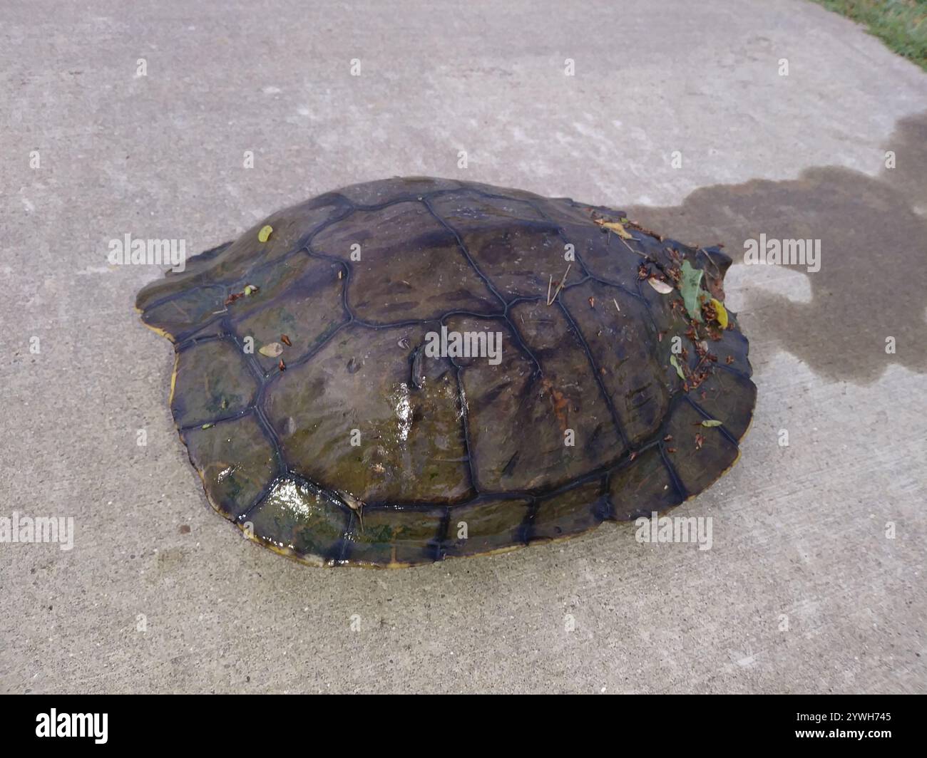 Northern Map Turtle (Graptemys geographica Stock Photo - Alamy