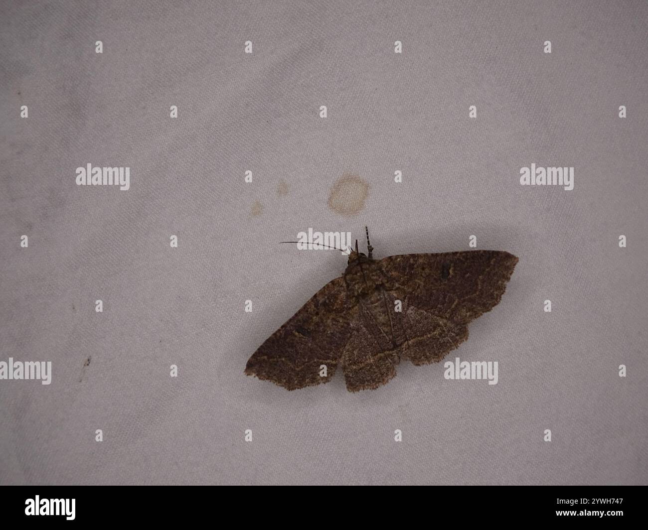 Underwing, Tiger, Tussock, and Allied Moths (Erebidae Stock Photo - Alamy