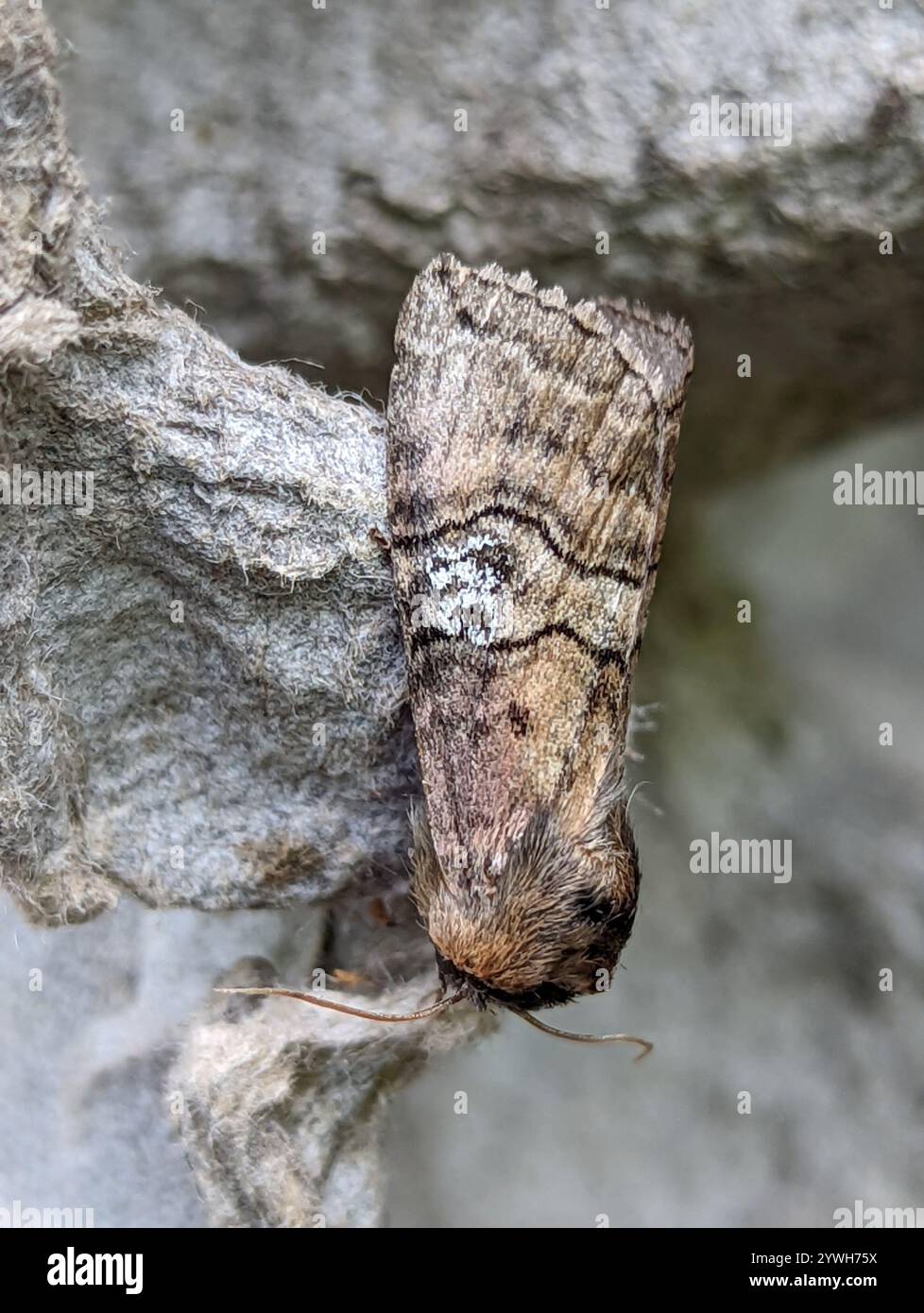 Figure of Eighty (Tethea ocularis Stock Photo - Alamy