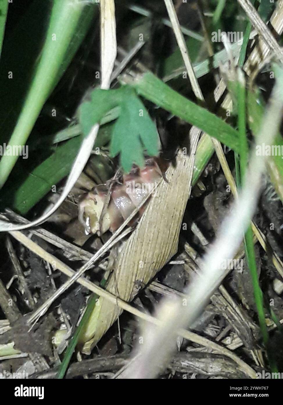 European Glow-worm (Lampyris noctiluca Stock Photo - Alamy