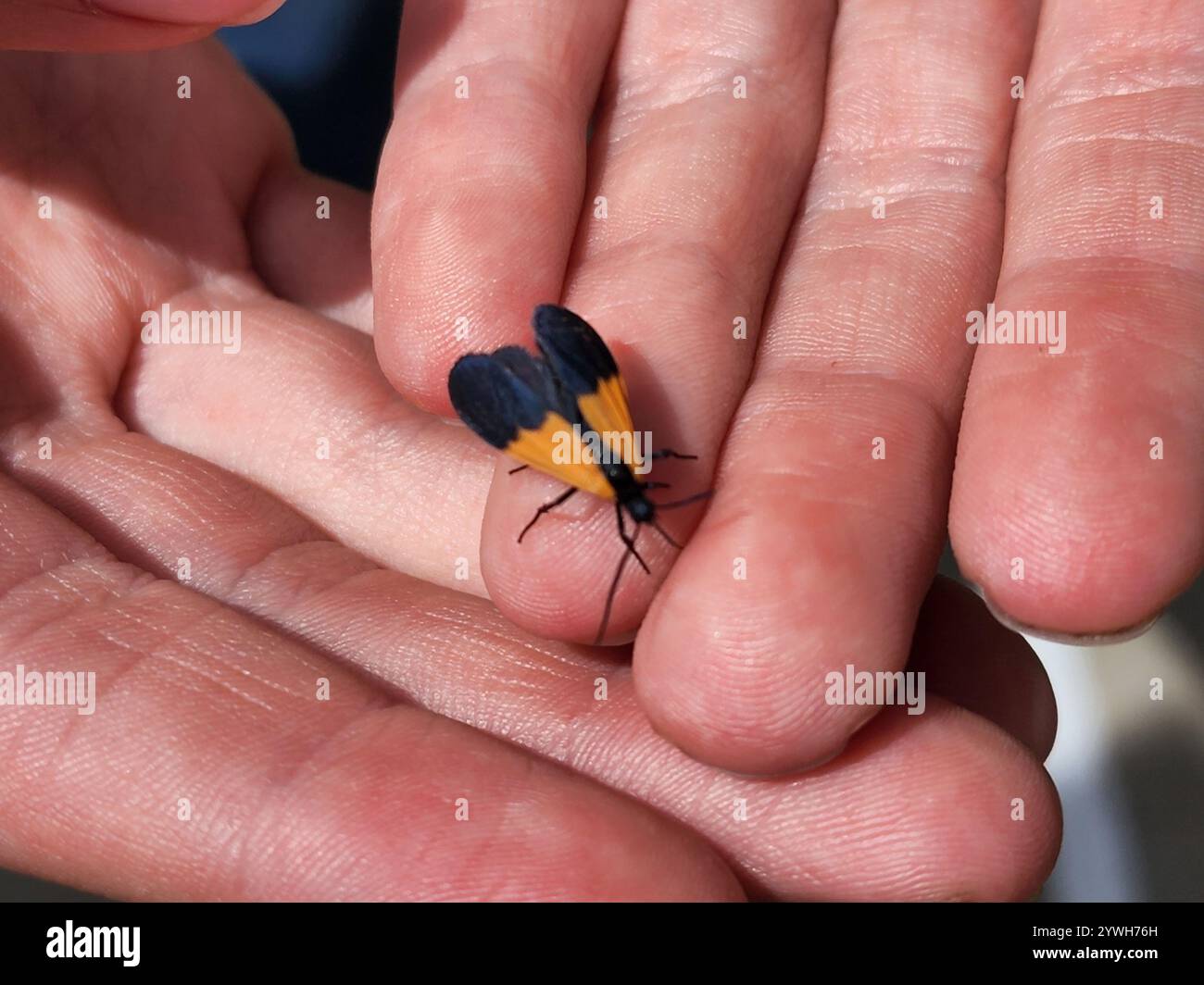 Black-and-yellow Lichen Moth (Lycomorpha pholus Stock Photo - Alamy