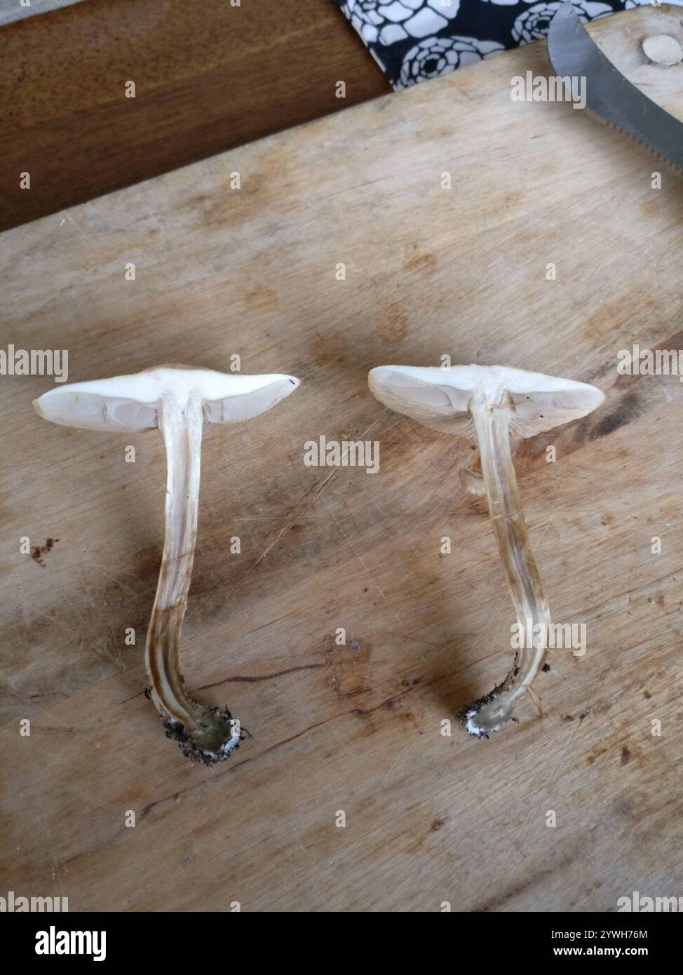 Spring Fieldcap (Agrocybe praecox Stock Photo - Alamy