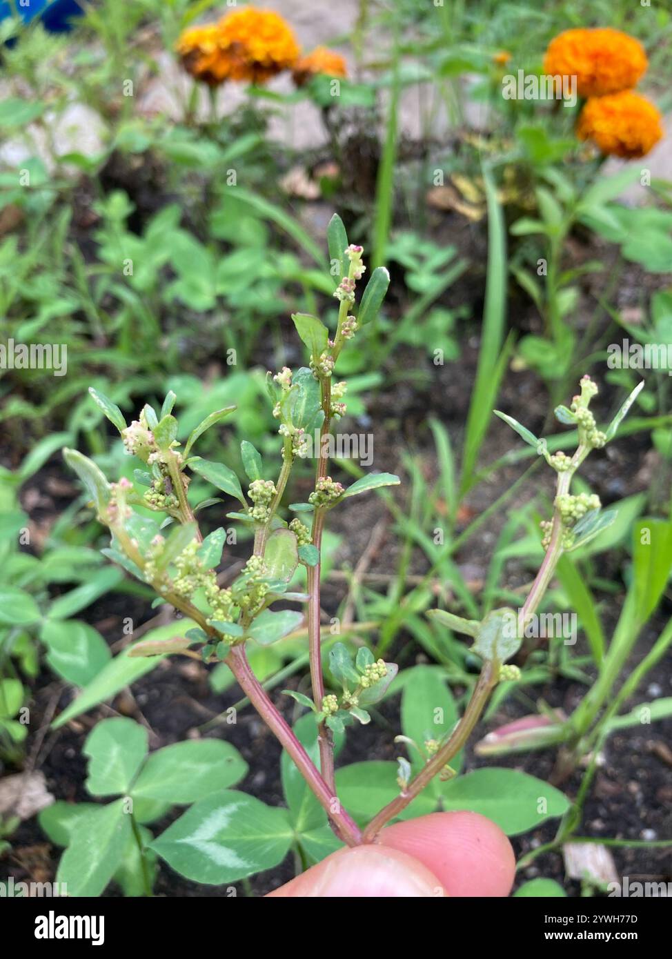oak-leaved goosefoot (Oxybasis glauca Stock Photo - Alamy