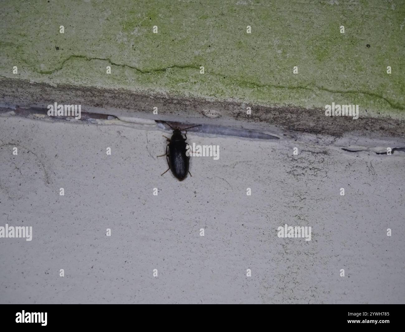 Cucujiform Beetles (Cucujiformia Stock Photo - Alamy