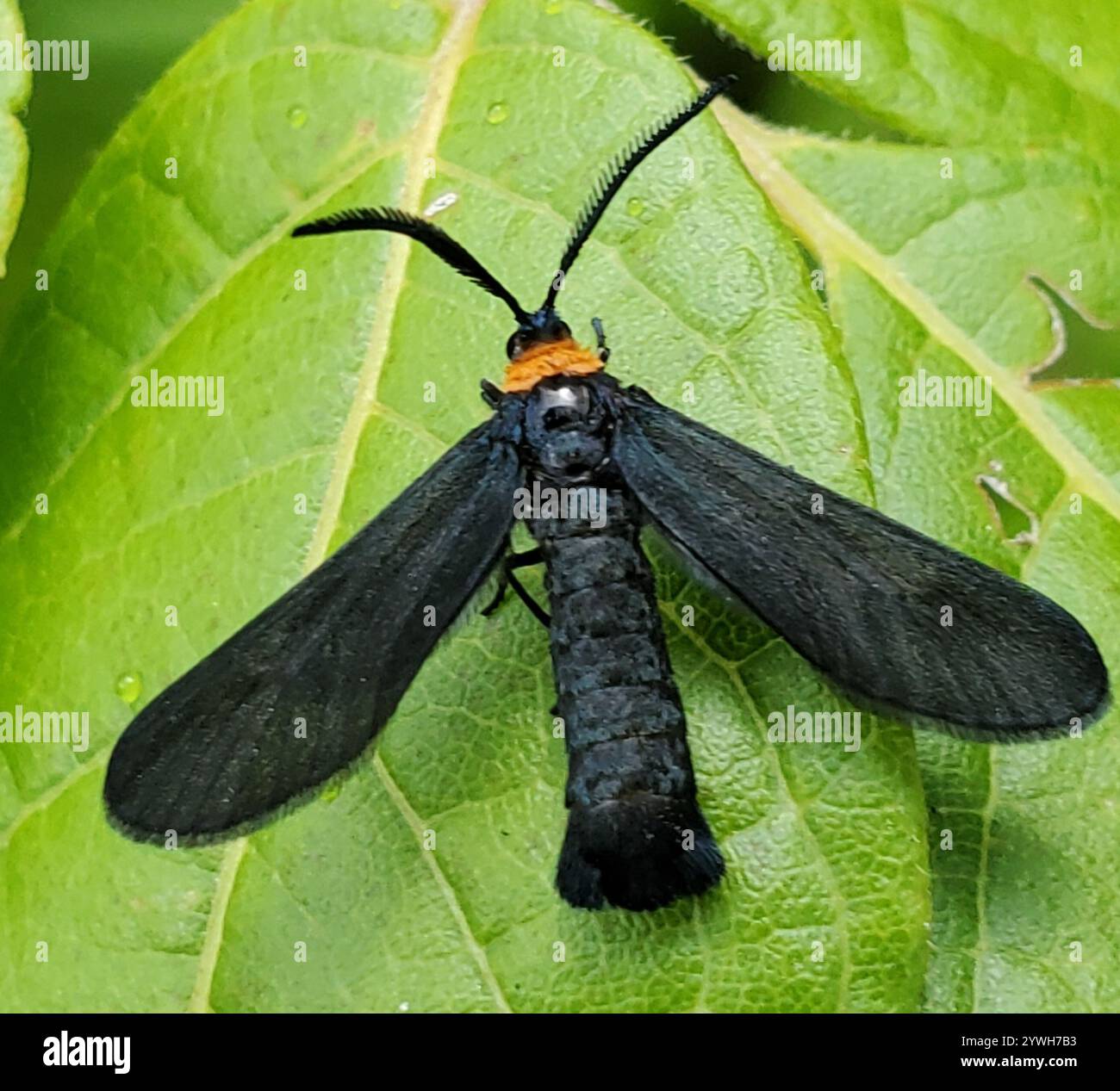 Grapeleaf Skeletonizer Moth (Harrisina americana Stock Photo - Alamy