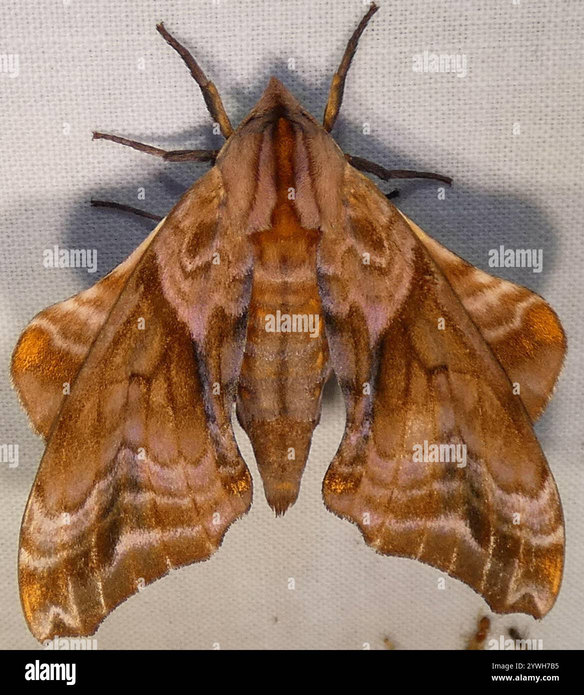 Small-eyed Sphinx (Paonias myops Stock Photo - Alamy
