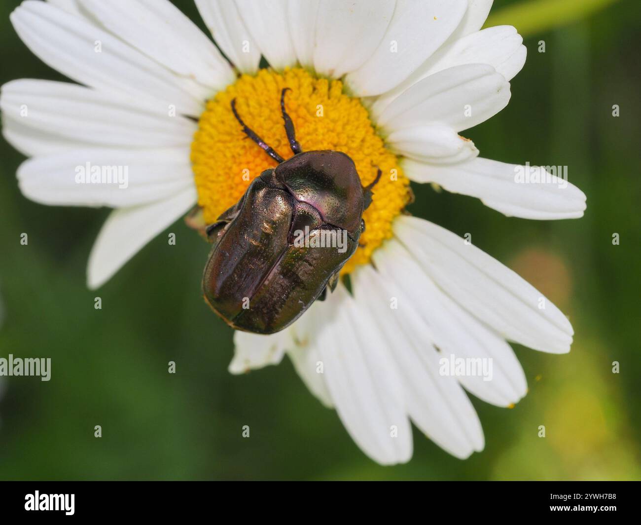 Copper Chafer (Protaetia cuprea Stock Photo - Alamy