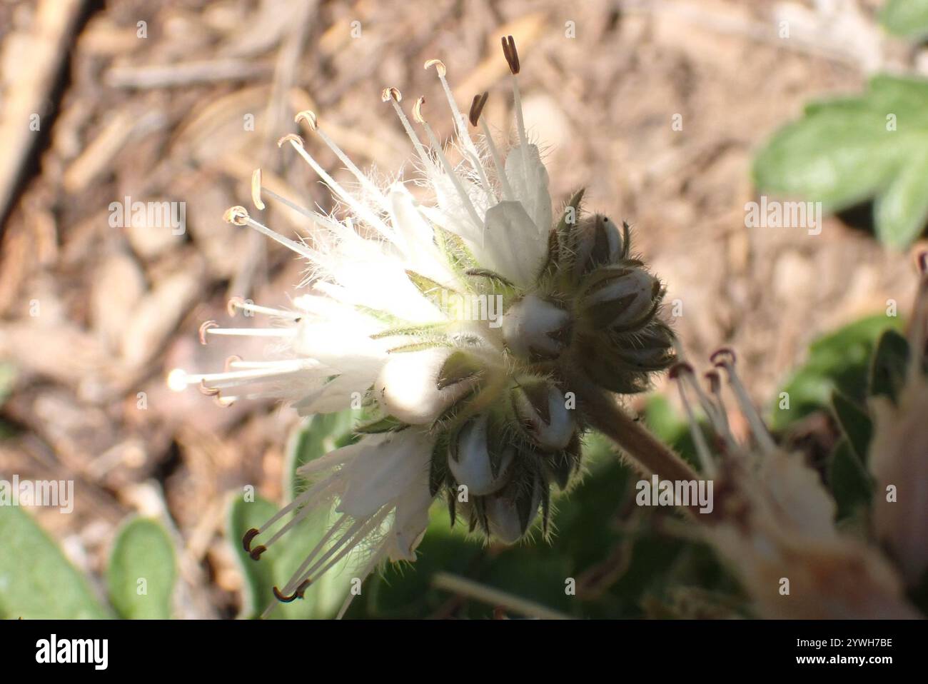 western waterleaf (Hydrophyllum occidentale Stock Photo - Alamy