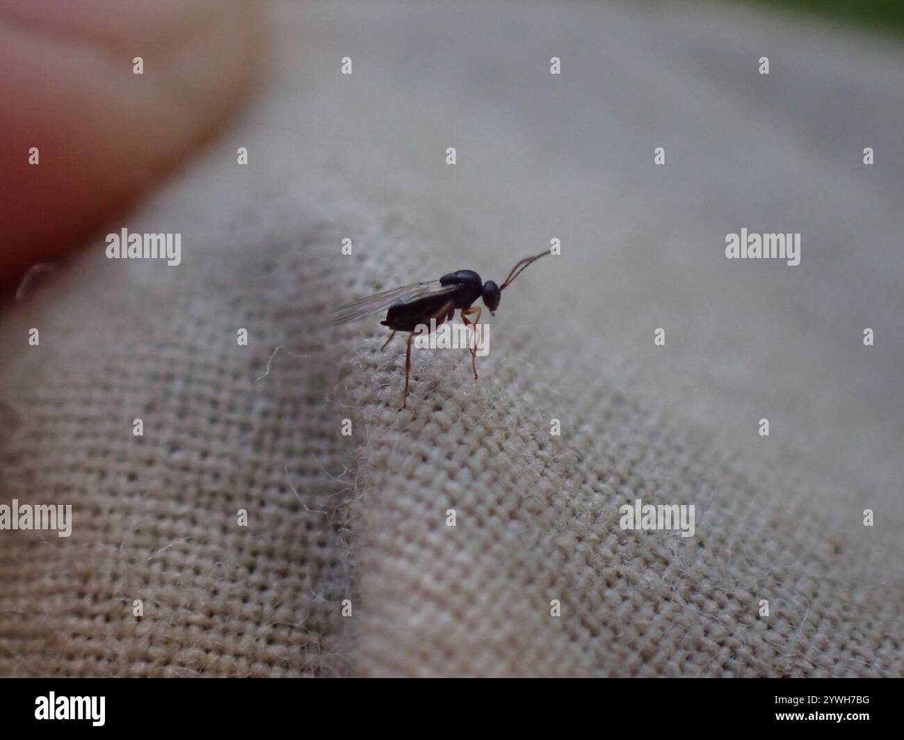Gall Wasps (Cynipidae Stock Photo - Alamy