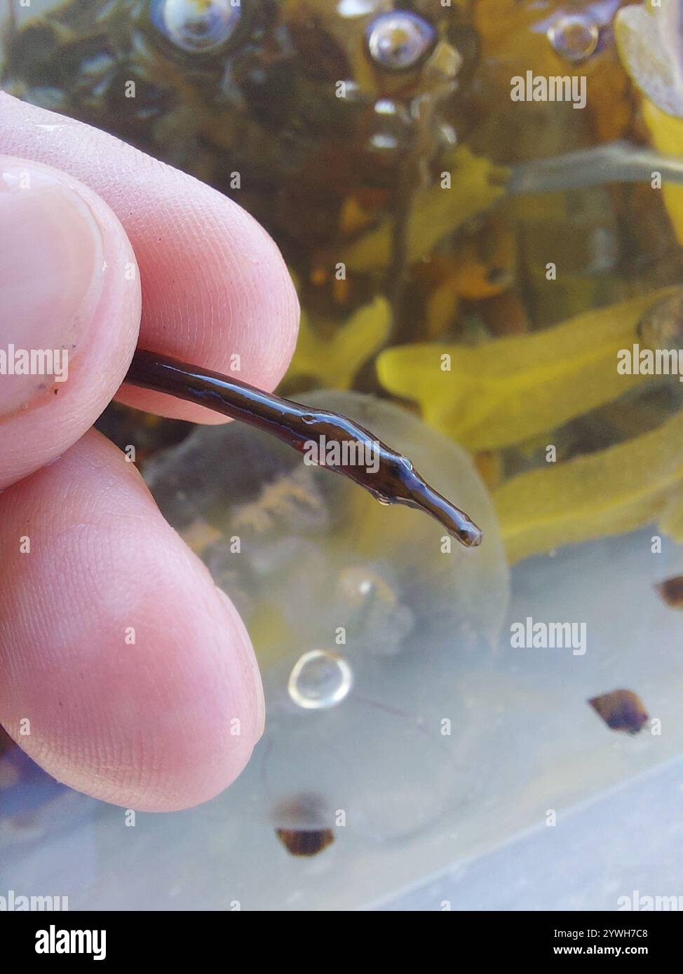 Straightnose Pipefish (Nerophis ophidion Stock Photo - Alamy