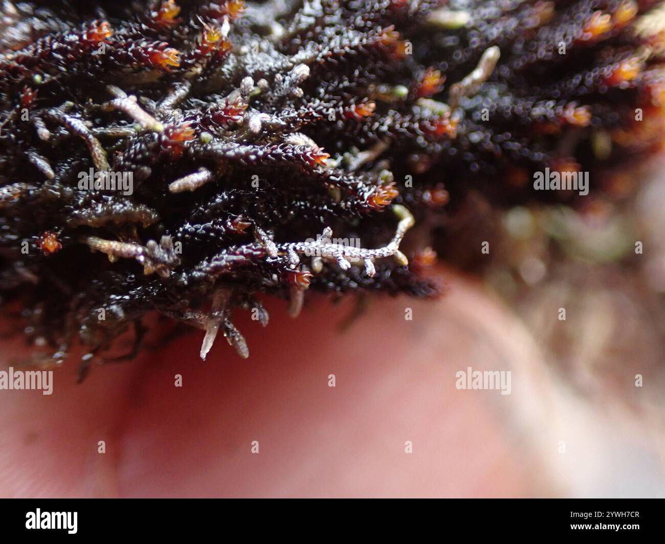 Black Rock Moss (Andreaea rupestris Stock Photo - Alamy
