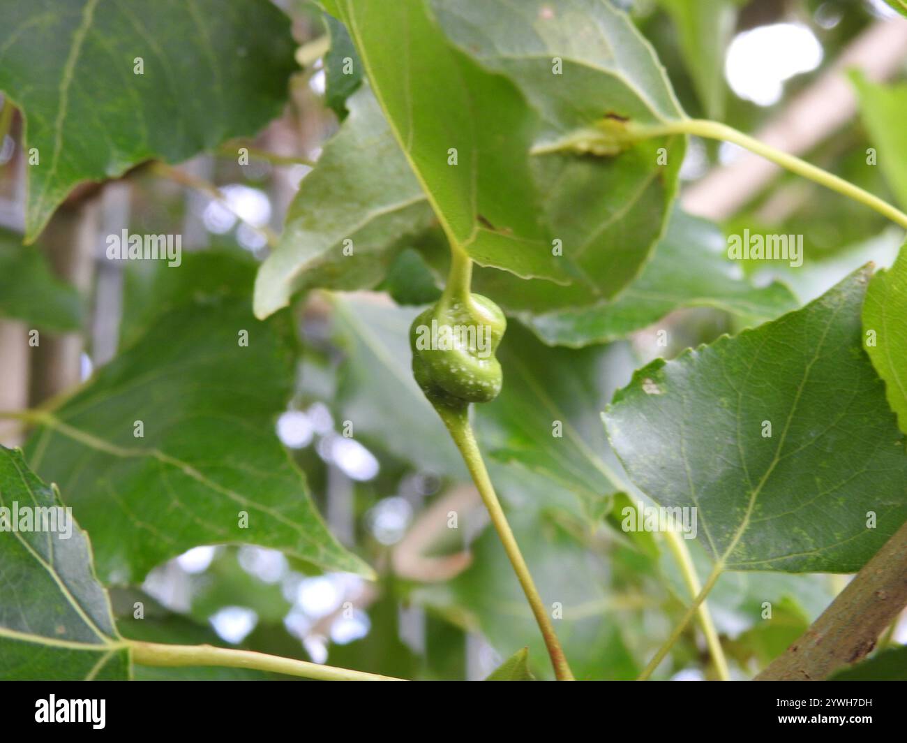Poplar Spiral Gall Aphid (Pemphigus spyrothecae Stock Photo - Alamy