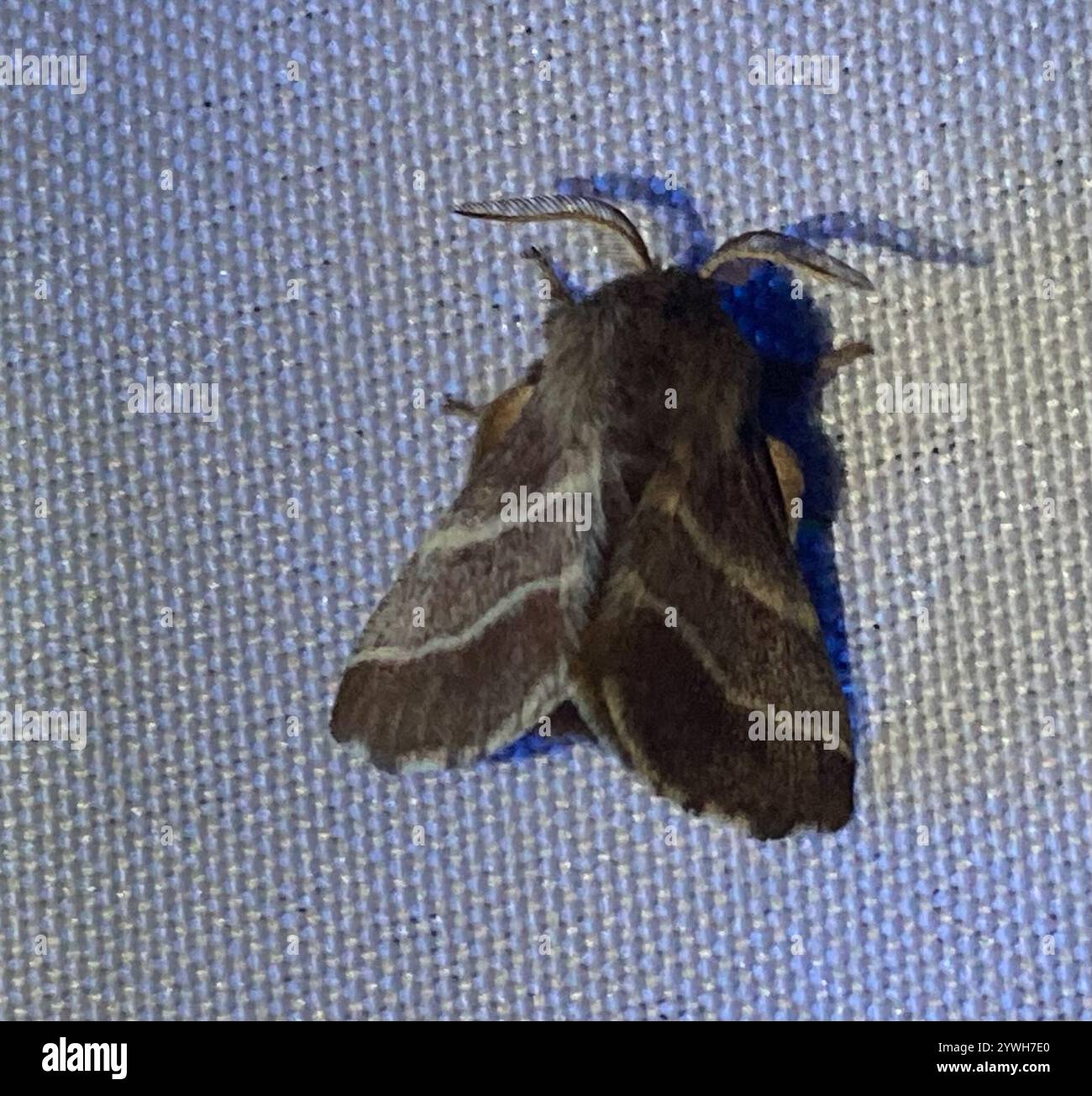 Eastern Tent Caterpillar Moth (Malacosoma americana Stock Photo - Alamy