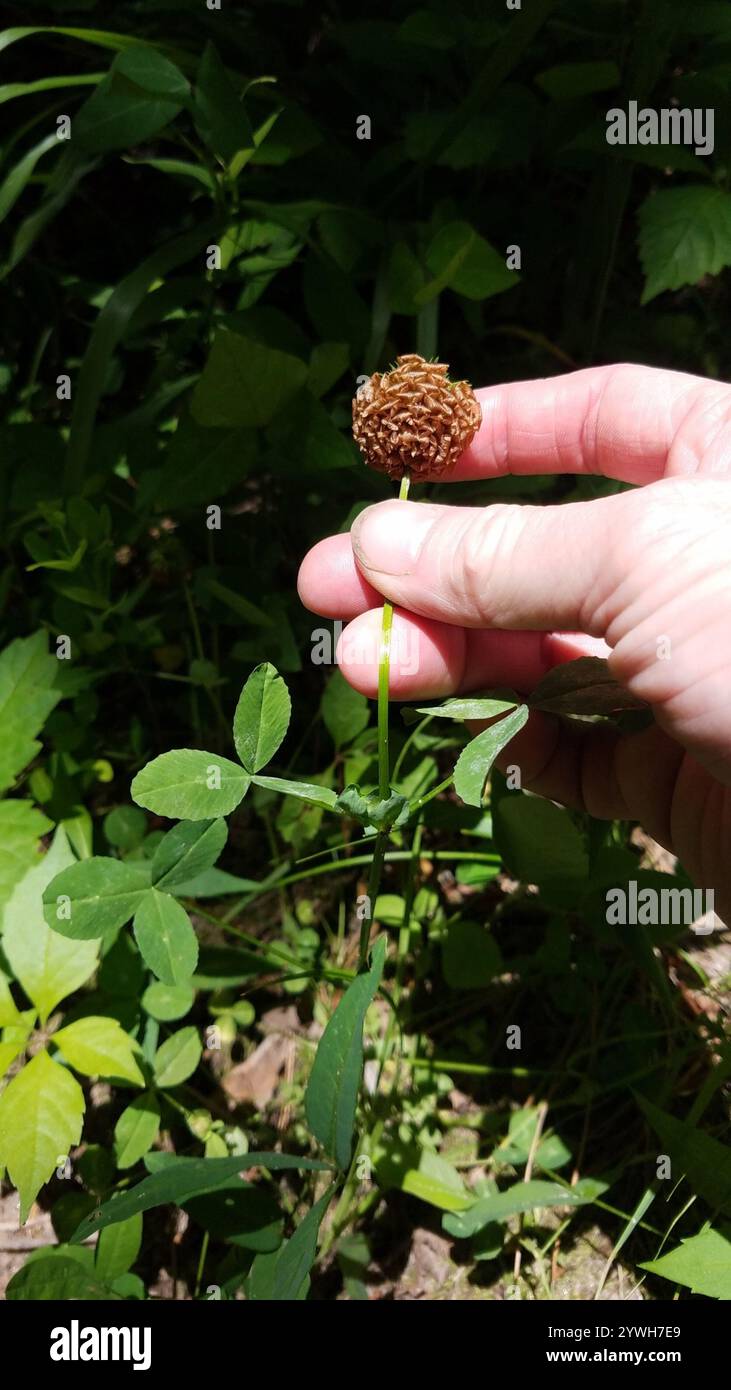 buffalo clover (Trifolium reflexum Stock Photo - Alamy