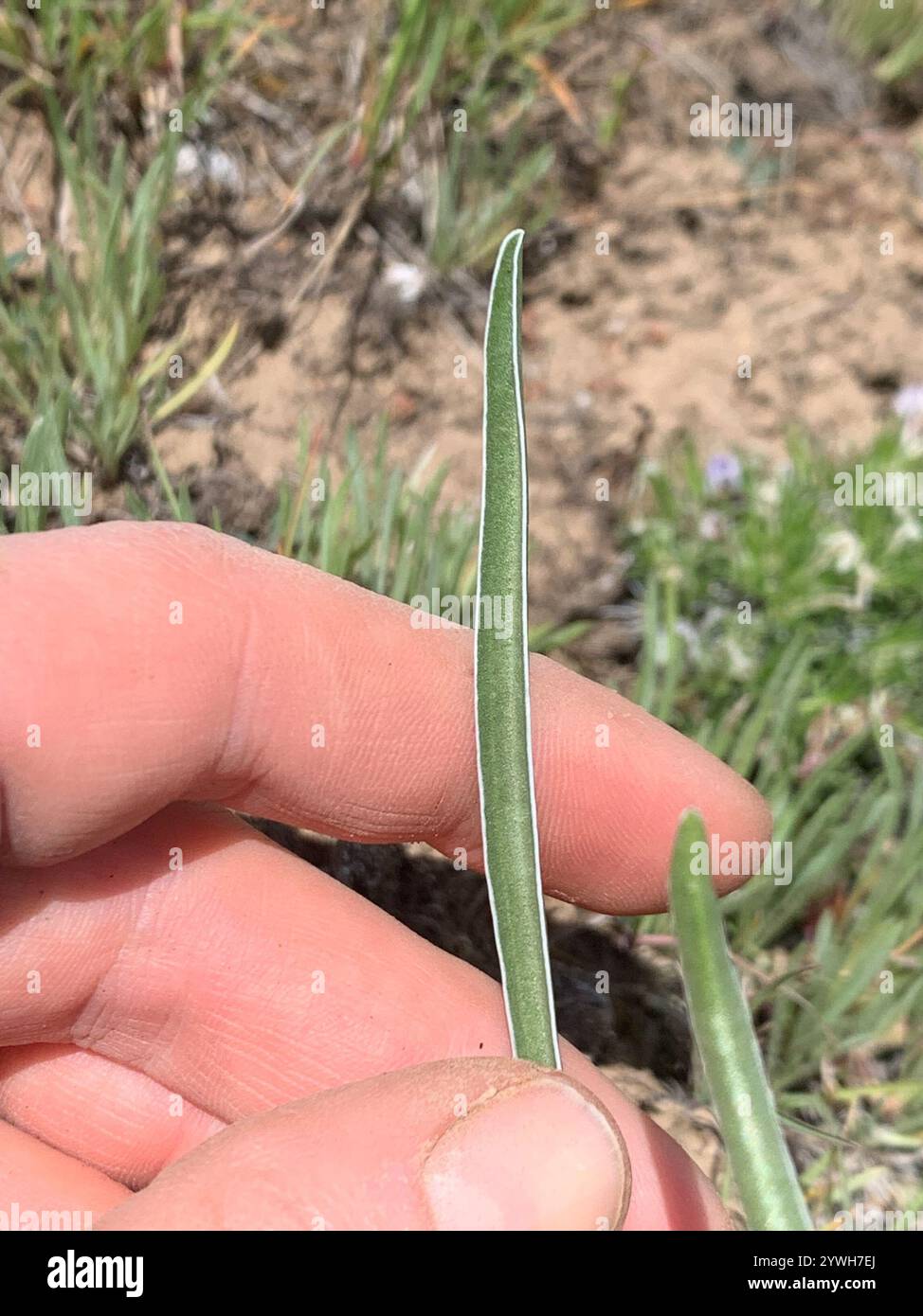 whitestem frasera (Frasera albicaulis Stock Photo - Alamy
