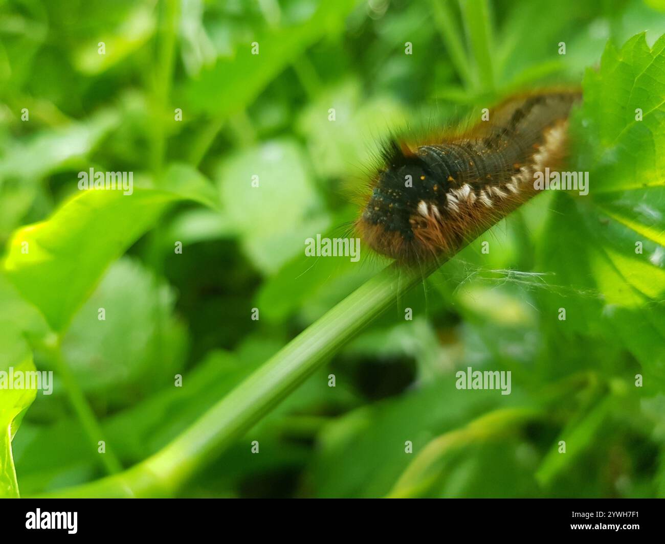 Drinker Moth (Euthrix potatoria Stock Photo - Alamy