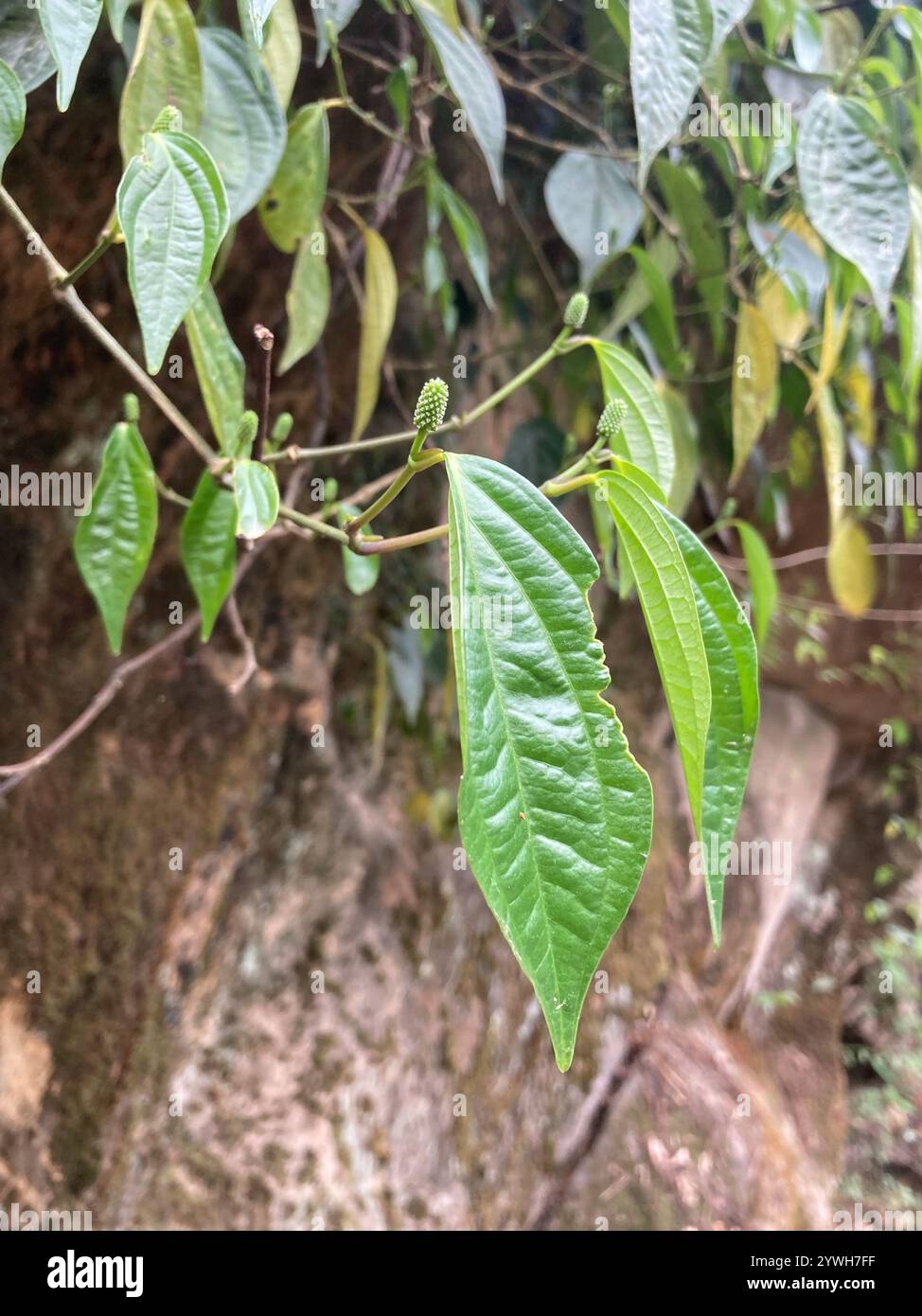 pepper plants (Piper Stock Photo - Alamy