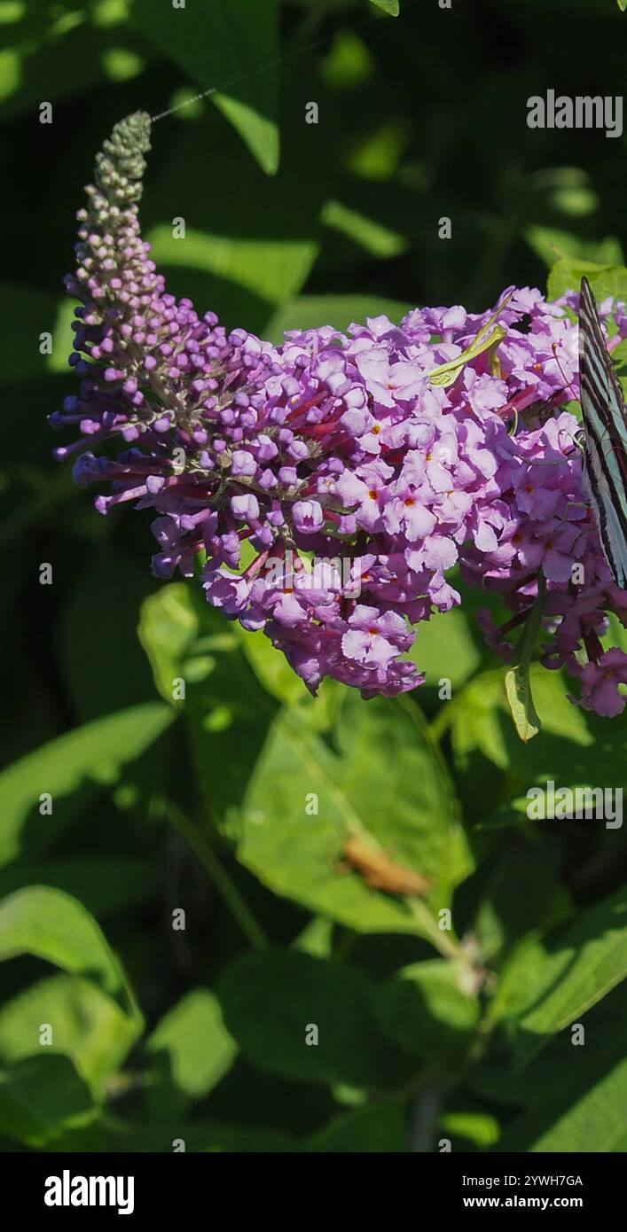 Butterfly bush (Buddleja davidii Stock Photo - Alamy