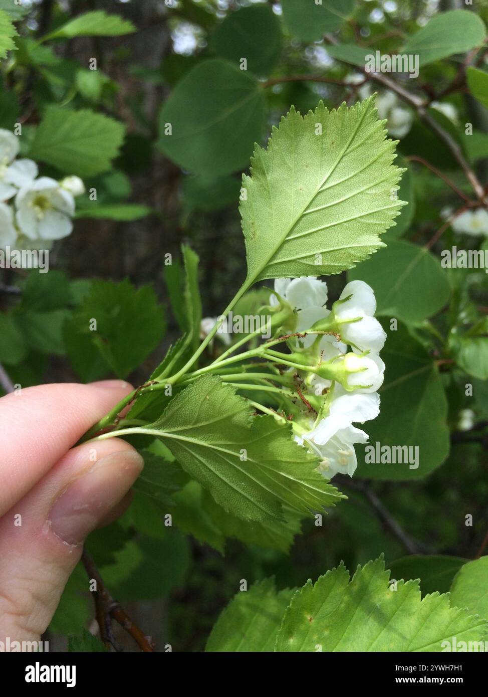 Glabrous-fruit Fireberry Hawthorn (Crataegus chrysocarpa phoeniceoides ...