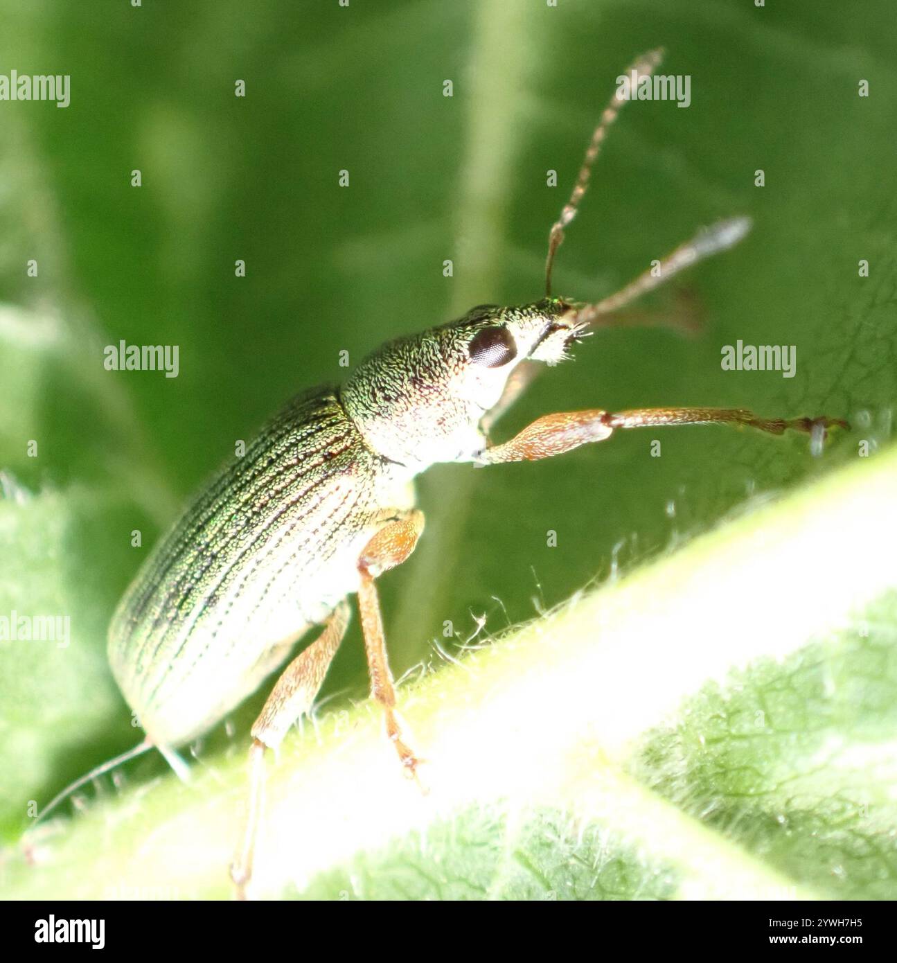 Green Immigrant Leaf Weevil (Polydrusus formosus Stock Photo - Alamy