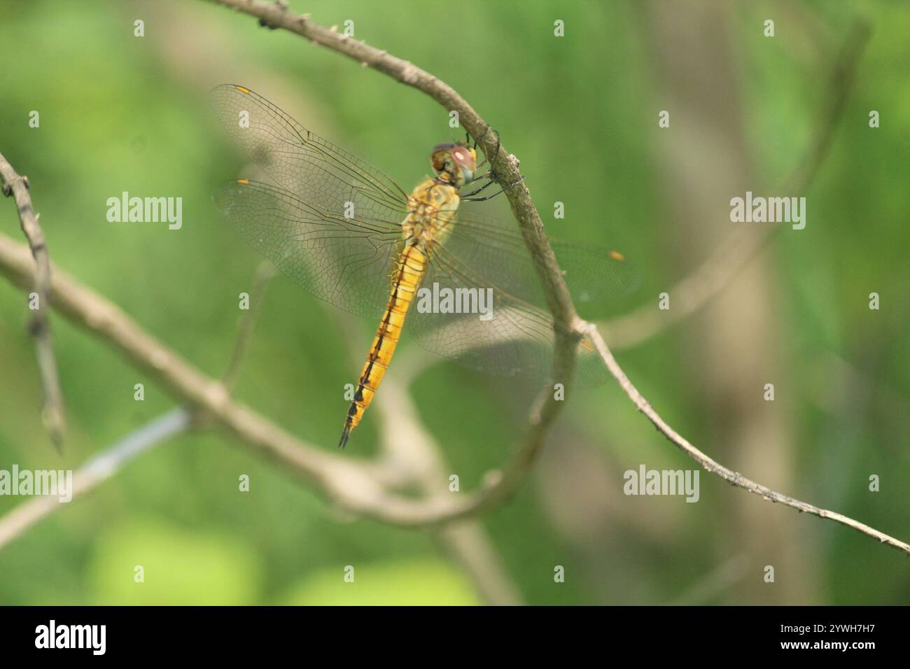Wandering Glider (Pantala flavescens Stock Photo - Alamy