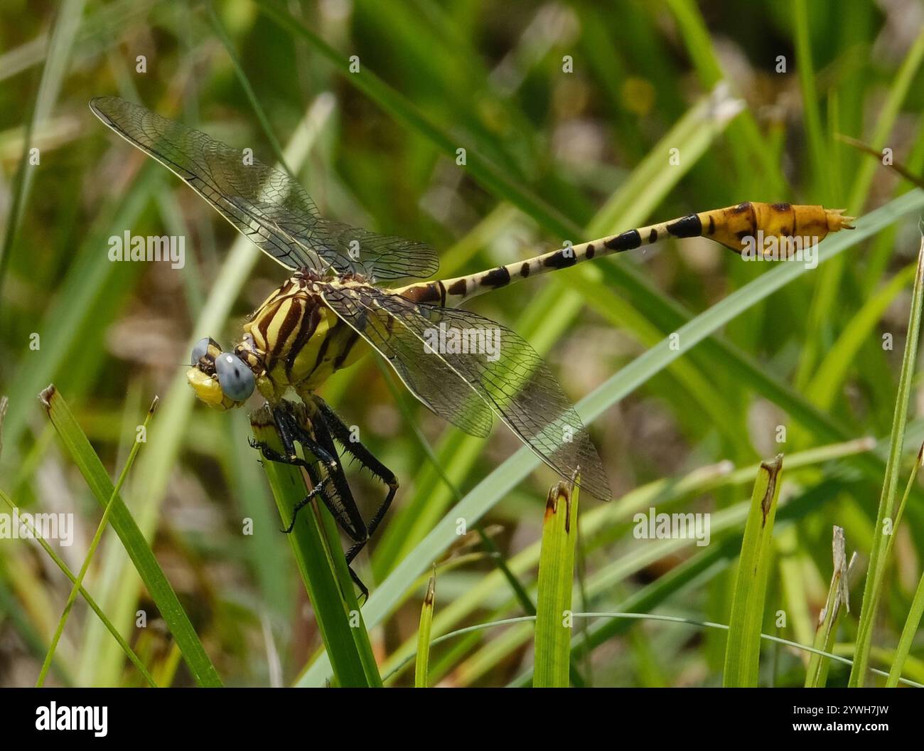 Flag-tailed Spinyleg (Dromogomphus spoliatus Stock Photo - Alamy