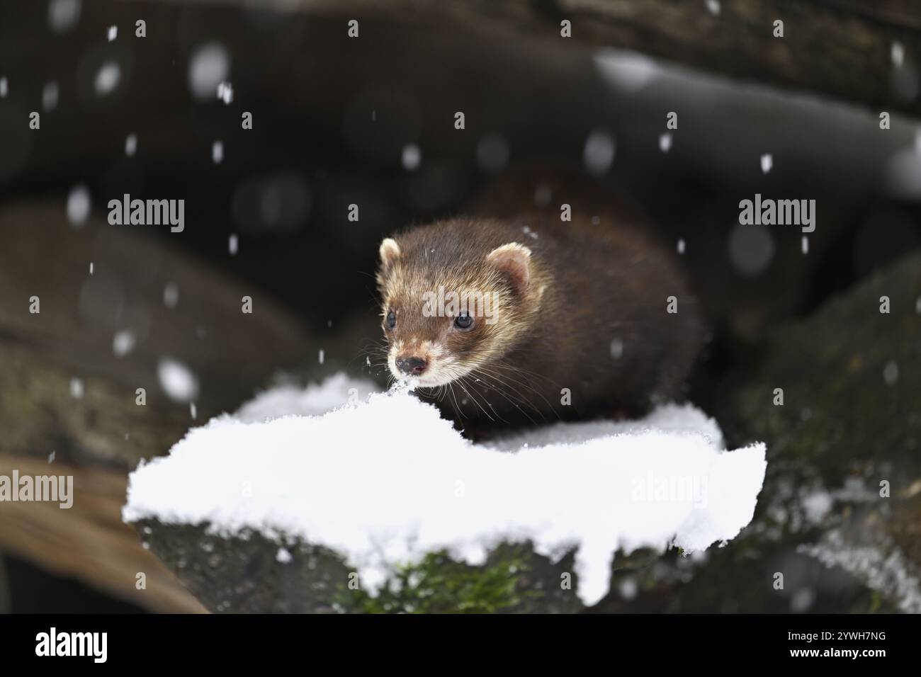 European polecat snow hi-res stock photography and images - Alamy